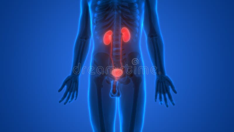 Human Body Organs (Kidneys Anatomy) Stock Illustration - Illustration ...