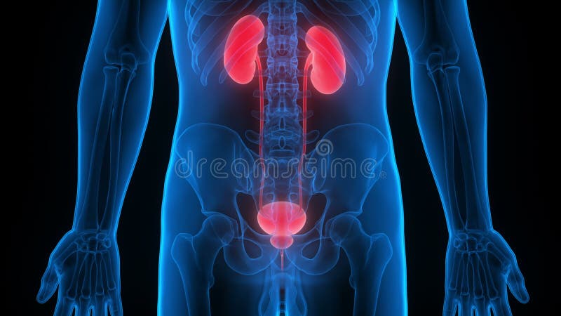 Human Body Organs (Brain, Lungs, Large and Small Intestine with Kidneys ...