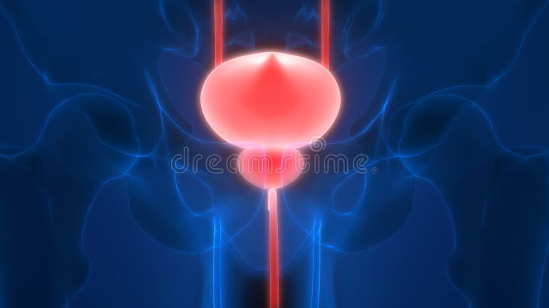 Human Body Organs Kidneys with Urinary Bladder Stock Illustration ...