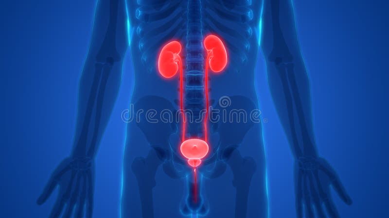 Human Body Organs Kidneys with Urinary Bladder Stock Illustration ...