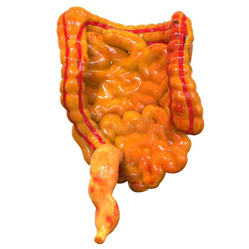 Human Body Organs (Large and Small Intestine) Stock Illustration ...