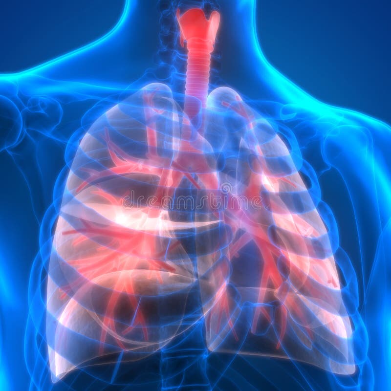 Human Body Organs Lungs Anatomy Stock Illustration - Illustration of ...