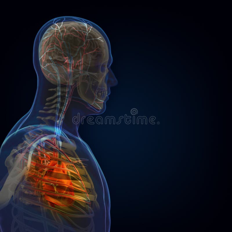 The Human Body (organs) by X-rays on Black Background Stock ...