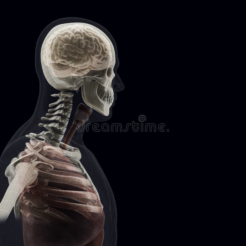 The Human Body (organs) by X-rays on Black Background Stock ...