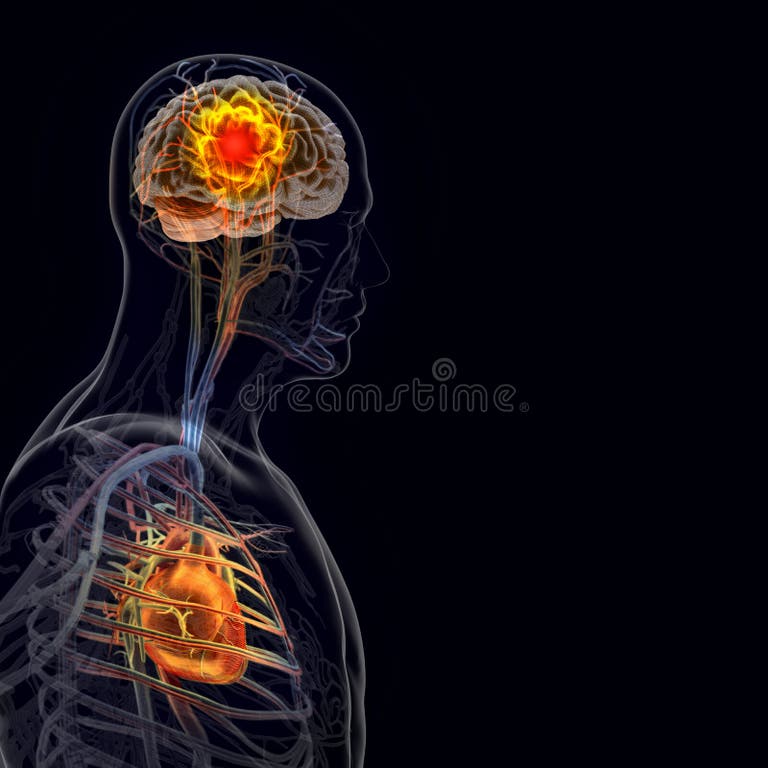 160 Body Organs Black Background Stock Photos - Free & Royalty-Free ...