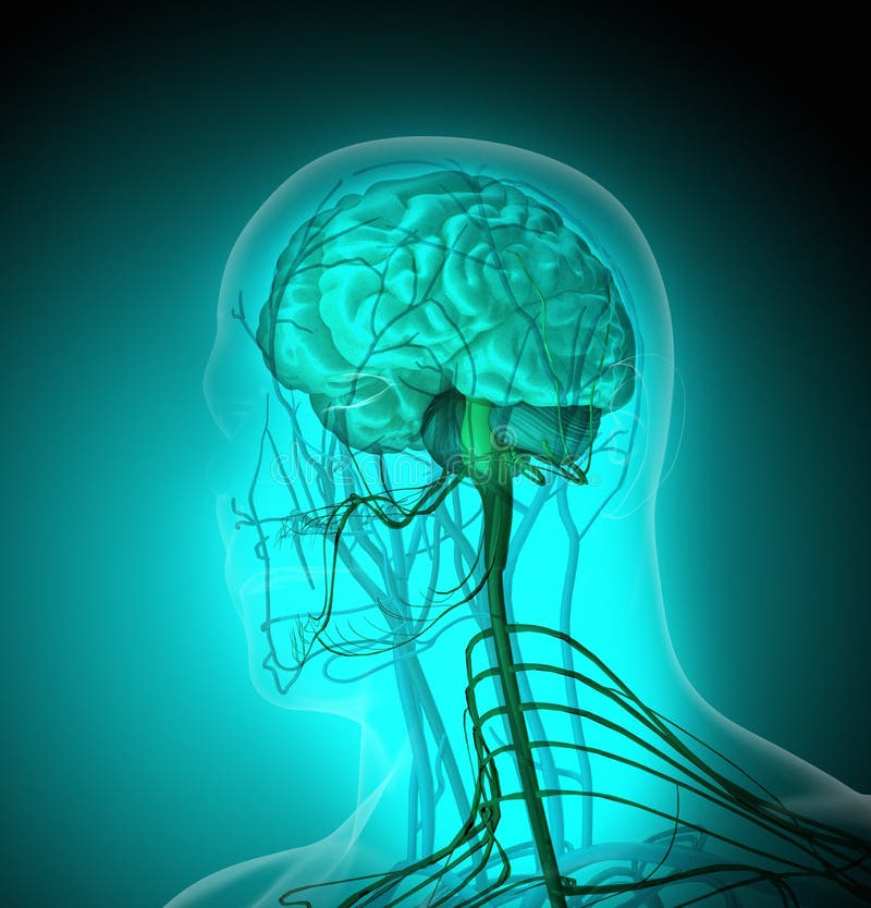 The Human Body (organs) by X-rays on Blue Background Stock Photo ...