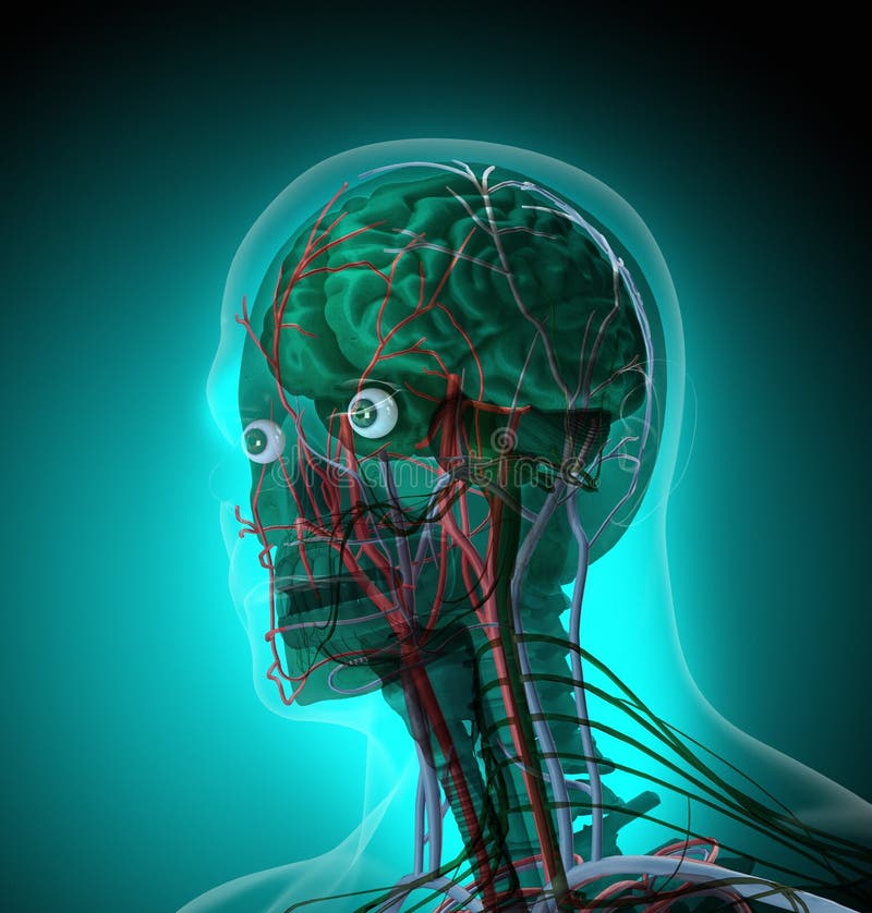 The Human Body (organs) by X-rays on Blue Background Stock Illustration ...