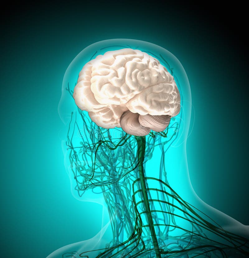 The Human Body (organs) by X-rays on Blue Background Stock Illustration ...