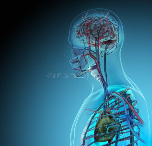 The Human Body (organs) by X-rays on Blue Background Stock Photo ...