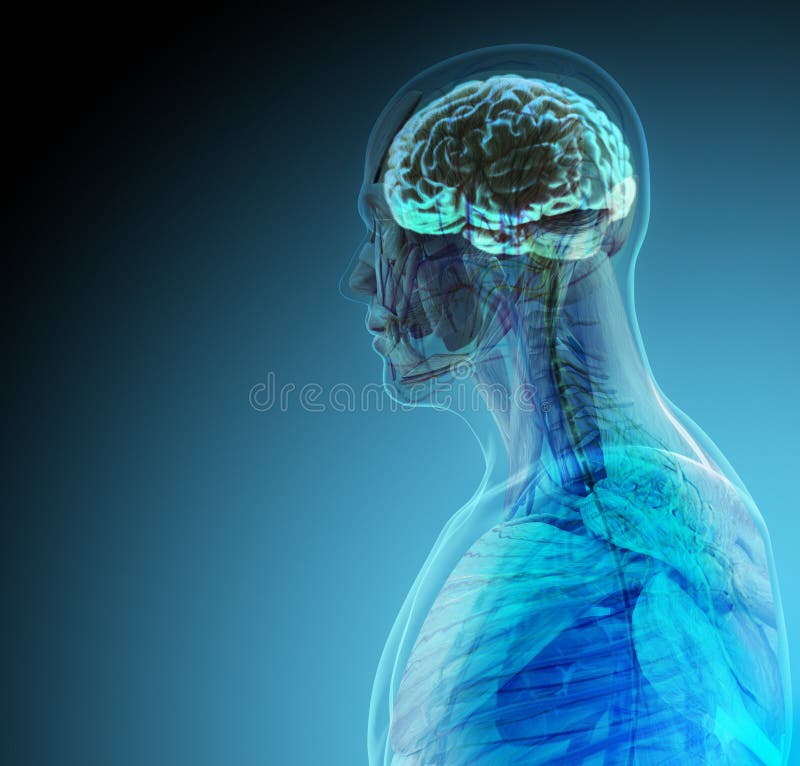 The Human Body (organs) by X-rays on Blue Background Stock Illustration ...