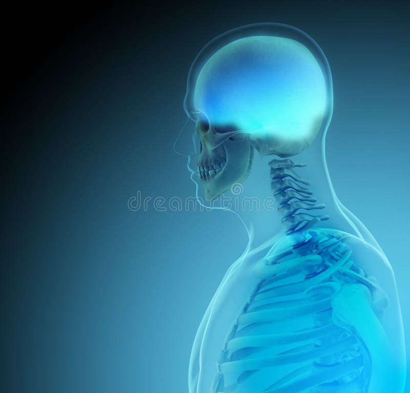 The Human Body (organs) by X-rays on Blue Background Stock Illustration ...