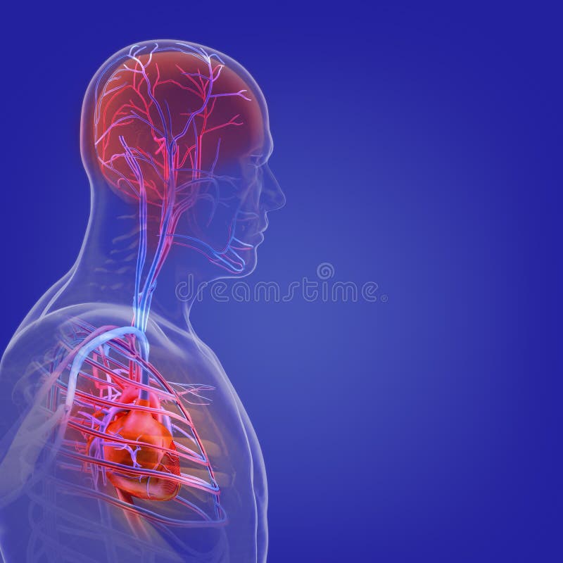 The Human Body (organs) by X-rays on Blue Background Stock Illustration ...