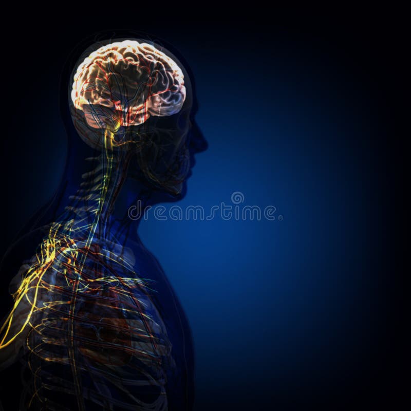 The Human Body (organs) by X-rays on Blue Background Stock Image ...