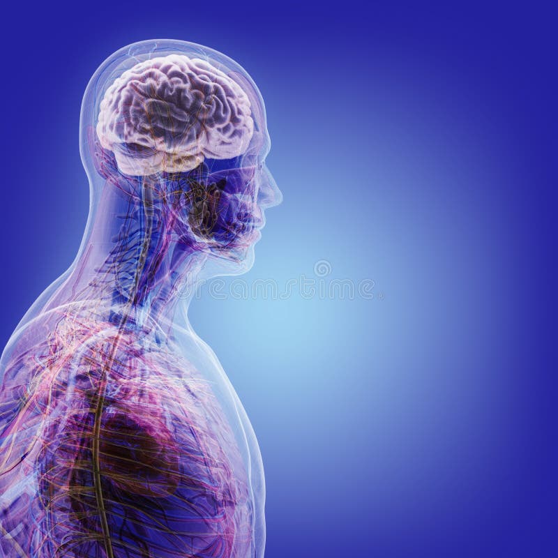 The Human Body (organs) by X-rays on Blue Background Stock Image ...