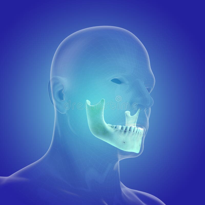 The Human Body (organs) by X-rays on Blue Background Stock Illustration ...