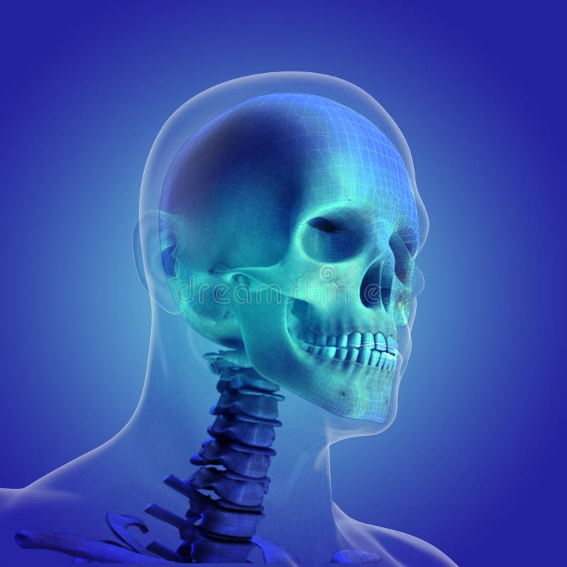 The Human Body (organs) by X-rays on Blue Background Stock Illustration ...