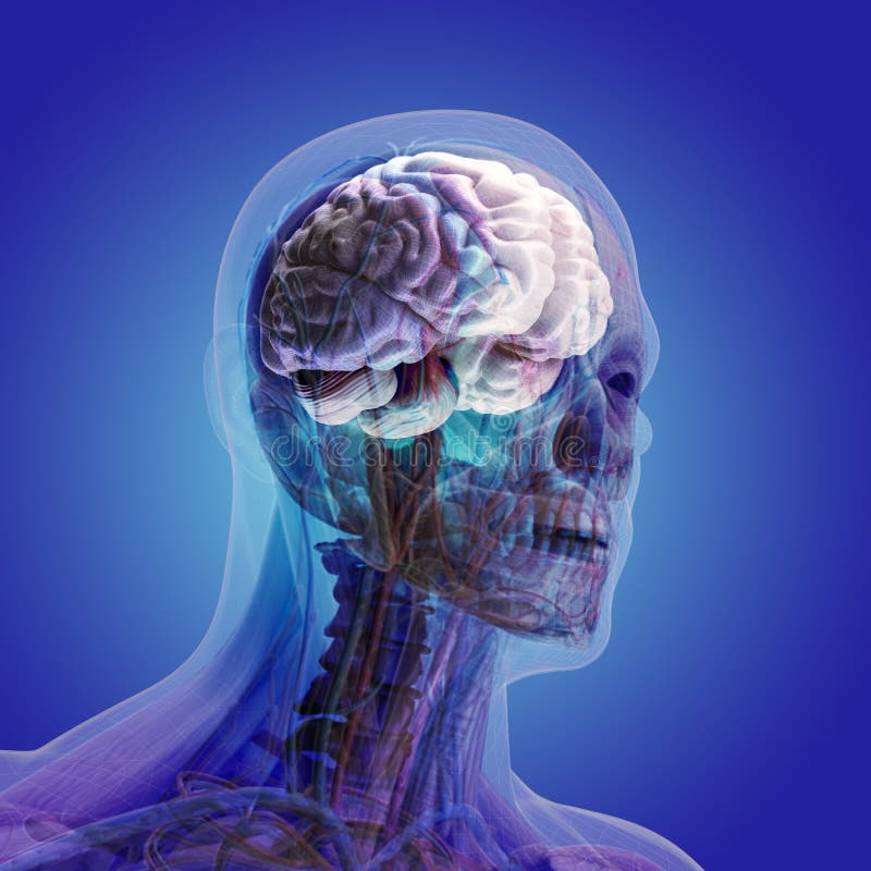 The Human Body (organs) by X-rays on Blue Background Stock Illustration ...