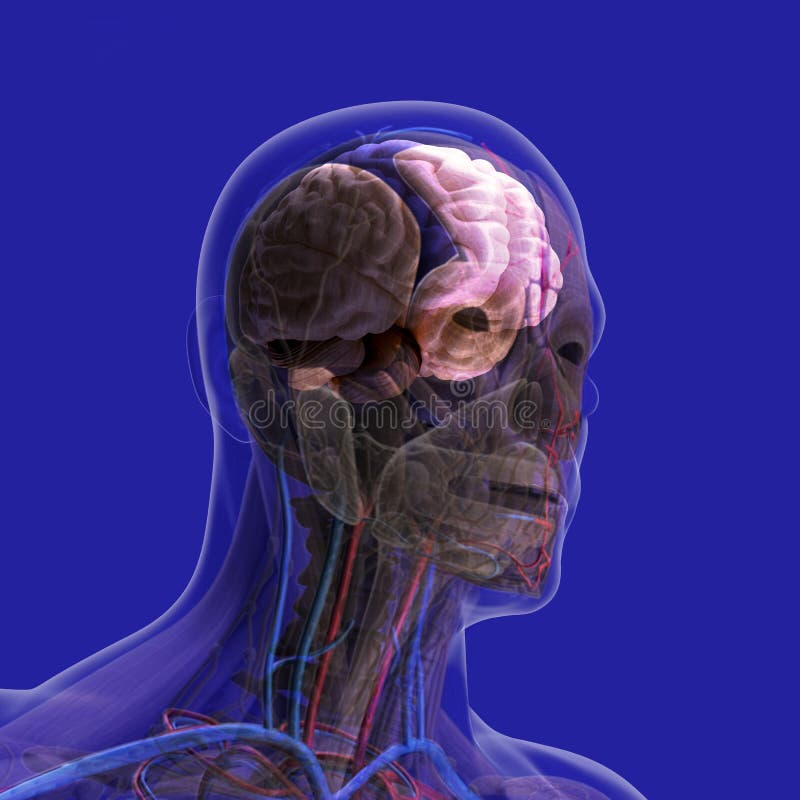 The Human Body (organs) by X-rays on Blue Background Stock Illustration ...