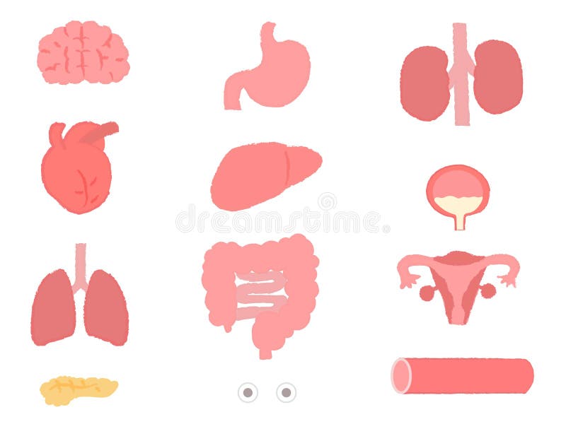 Simple Internal Organs and Internal Organs Illustration Set Stock ...
