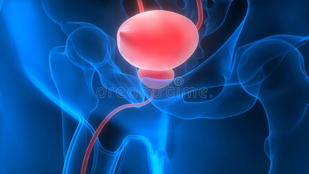 Bladder Bone Cancer Stock Illustrations – 383 Bladder Bone Cancer Stock ...
