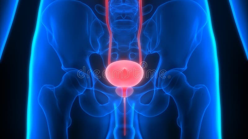Human Body Organs Urinary System Bladder Anatomy Stock Illustration ...
