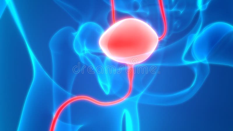 Human Body Organs Urinary System Bladder Anatomy Stock Illustration ...