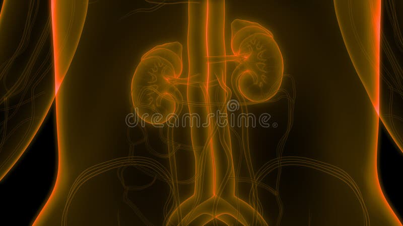 Human Body Organs Urinary System Kidneys Anatomy Stock Illustration ...
