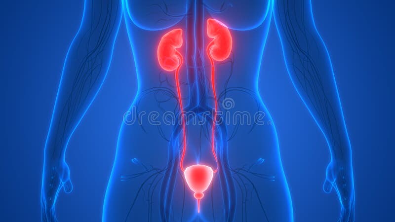 Human Body Organs Urinary System Kidneys Anatomy Stock Illustration ...