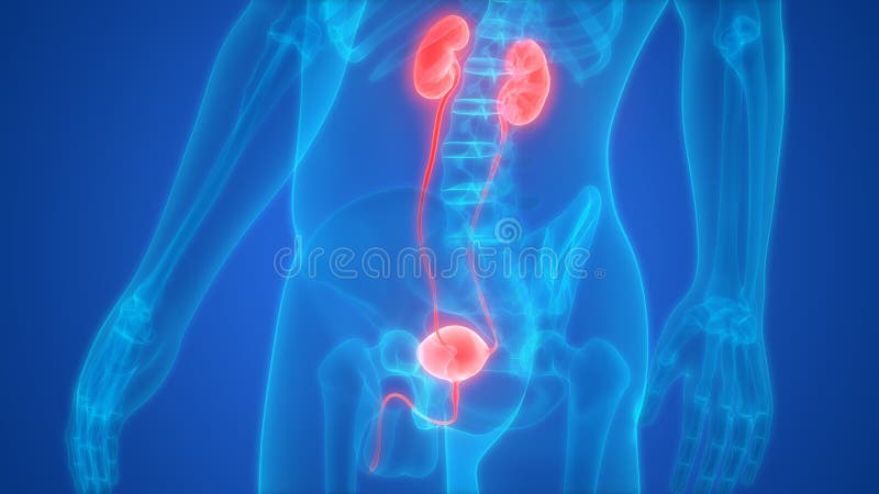Human Body Organs Urinary System Kidneys Anatomy Stock Illustration ...