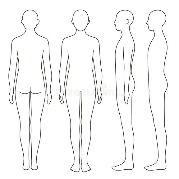 Female Body Outline Stock Illustrations 52105 Female Body Outline Stock Illustrations