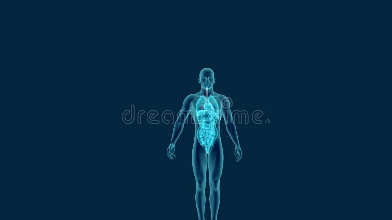 Human Body X-ray Scan with Visible Trachea and Bronchi Stock Footage ...