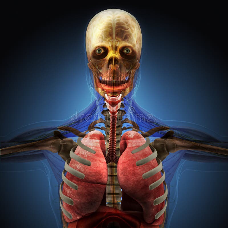 The Human Body by X-rays on Blue Background. Stock Illustration ...