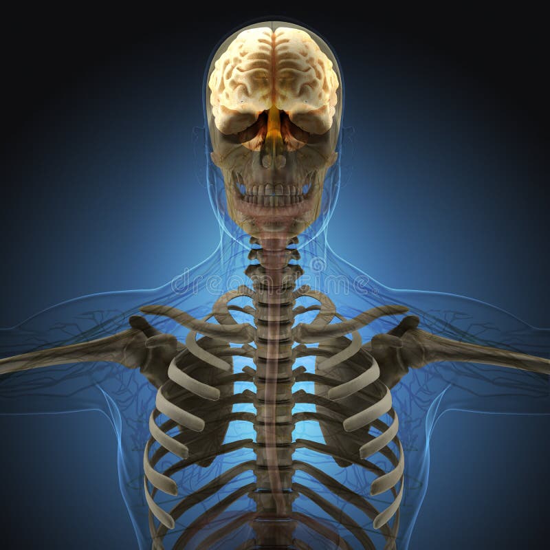 The Human Body by X-rays on Blue Background. Stock Illustration ...