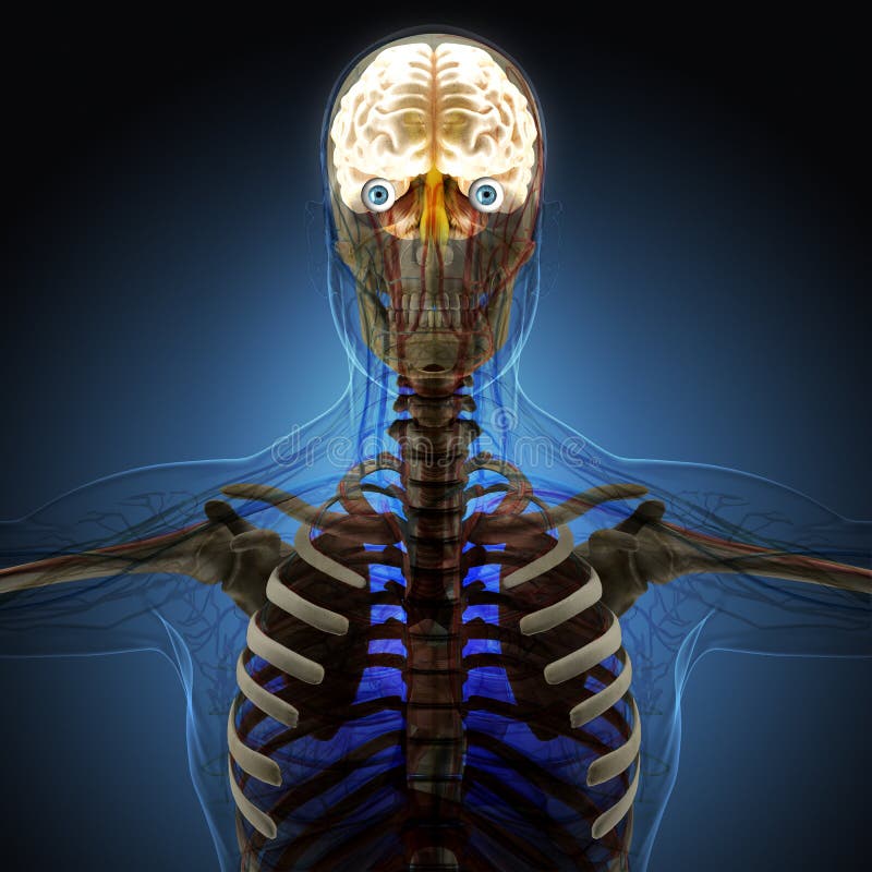 The Human Body by X-rays on Blue Background. Stock Illustration ...