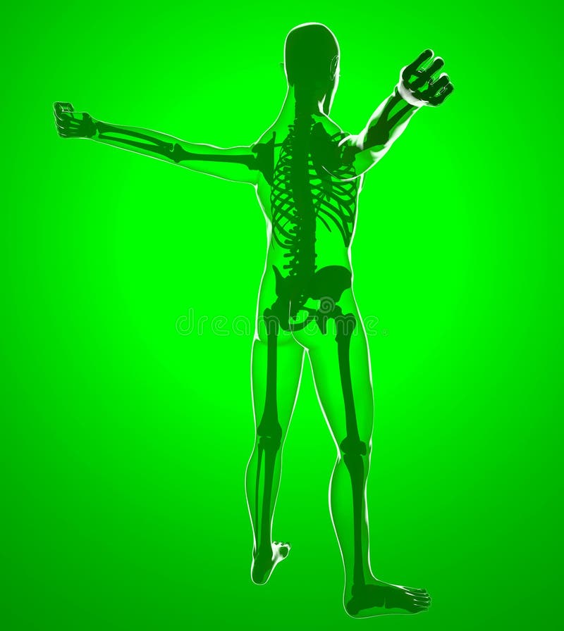 Human Body by X-rays, Stretching Stock Illustration - Illustration of ...