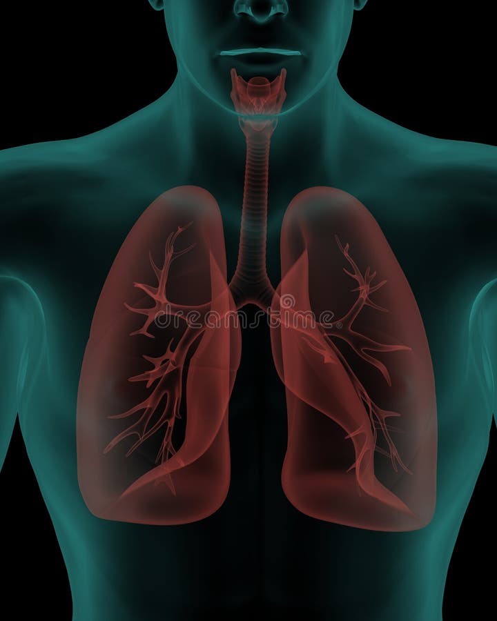 Human Body with Respiratory System Internal Organs Stock Illustration ...