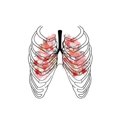 Human Body Rib Cage Skeletal System with Lungs Stock Vector ...