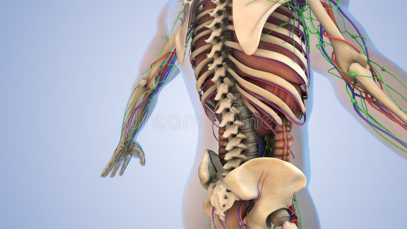The Human Body S Internal Organs Stock Illustration - Illustration of ... The Human Body S Internal Organs Stock Illustration - Illustration of ...