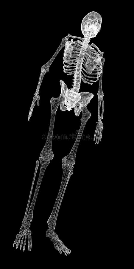 Human body, skeleton stock illustration. Illustration of male - 46643983