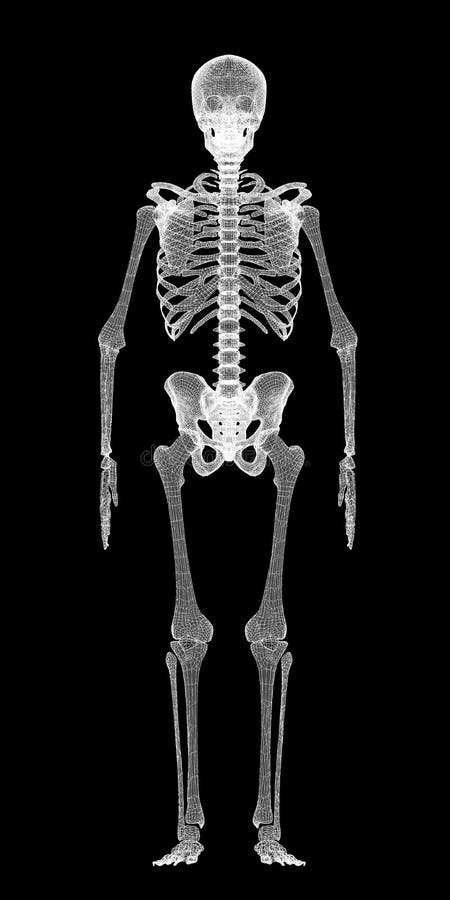 Human body, skeleton stock image. Image of bone, illness - 46961617