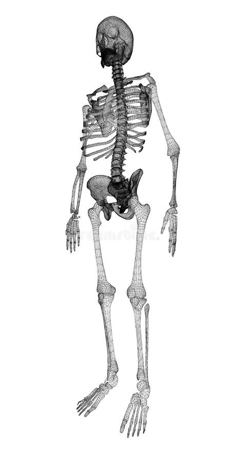 Human body, skeleton stock illustration. Illustration of medicine ...