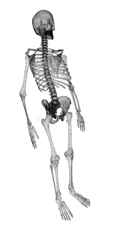 Human body, skeleton stock illustration. Illustration of people - 47017082