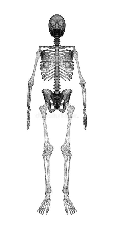 Human body, skeleton stock illustration. Illustration of bones - 47017633
