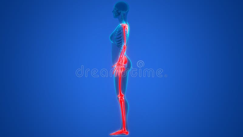 Human Body Skeleton System Appendicular Skeleton Anatomy Stock ...