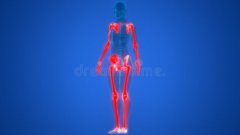 Human Body Skeleton System Appendicular Skeleton Anatomy Stock ...