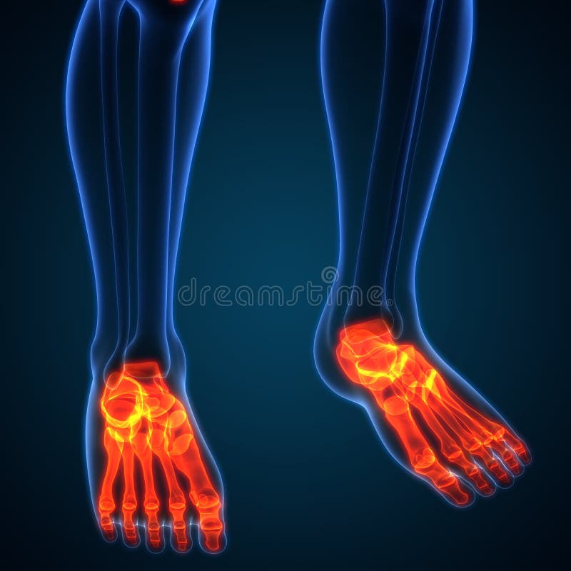Human Body Skeleton System Foot Bone Joints Anatomy Stock Illustration ...