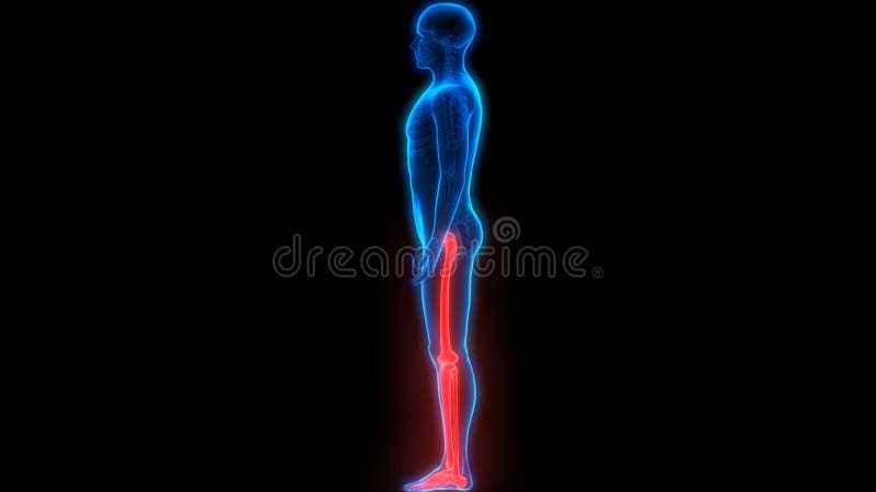 Human Body Skeleton System Leg Bone Joints Anatomy Stock Illustration ...