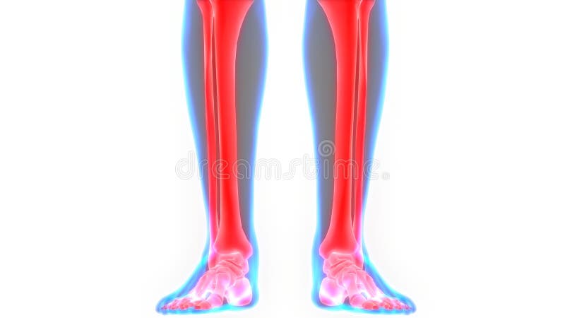 Human Body Skeleton System Leg Bone Joints Anatomy Stock Illustration ...