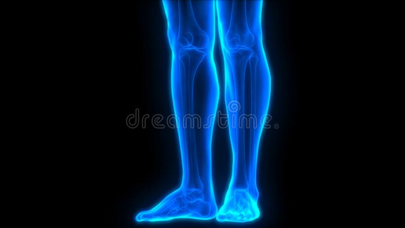 Human Body Skeleton System Legs Bone Joints Anatomy Stock Illustration ...