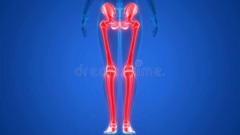 Human Body Skeleton System Lower Limbs Bone Joints Anatomy Stock ...